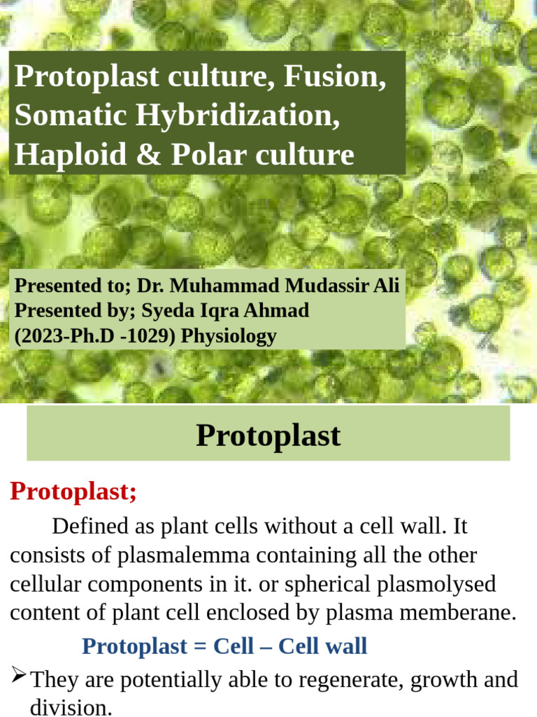 Protoplast Culture and Hybridization Techniques | PDF | Ploidy ...
