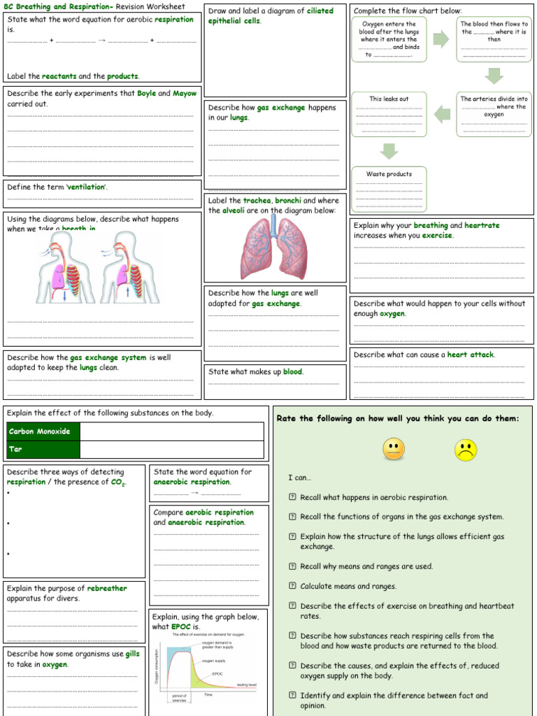 8C Breathing&respirationRevision Worksheet | PDF | Breathing | Respiration