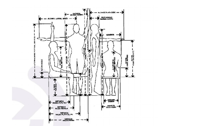 Medidas Antrop | PDF