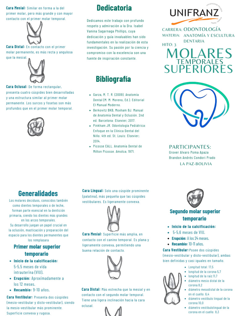 triptico de molares superiores temporales | PDF | Odontología | Ramas ...