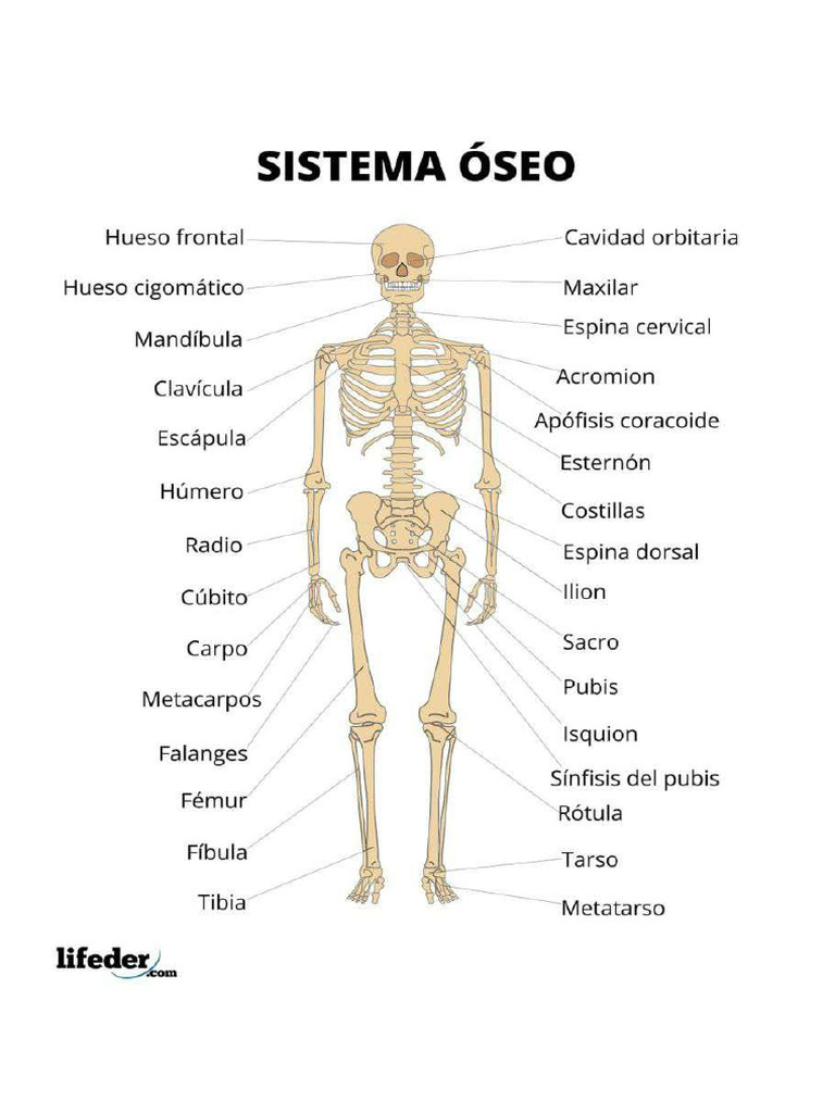 Esquema Del Sistema Oseo Lifeder Min 913x1024 | PDF