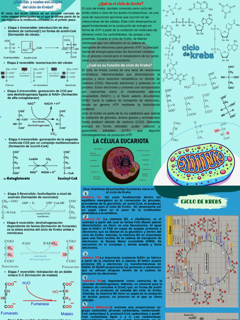 Tríptico informativo sobre el ciclo de krebs | PDF Tríptico informativo sobre el ciclo de krebs | PDF