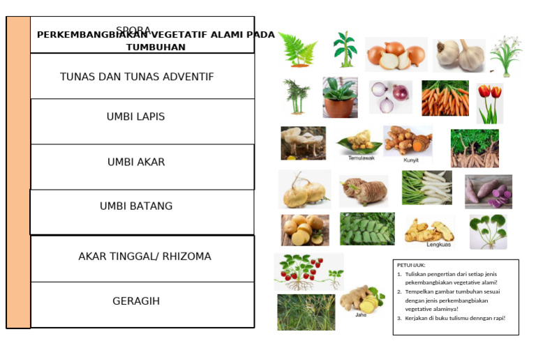 LKPD IPA Perkembangbiakan Vegetatif | PDF | Pengembangan Diri | Sains & Matematika