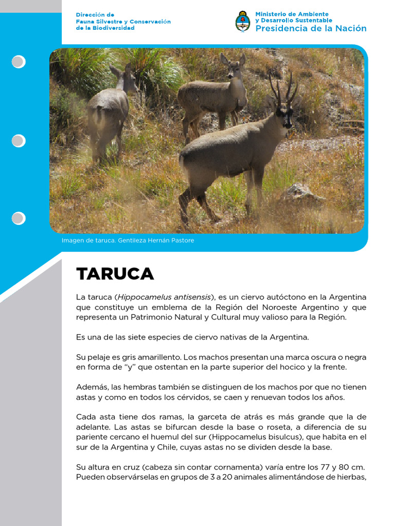 Conservación de la Taruca en Argentina | PDF