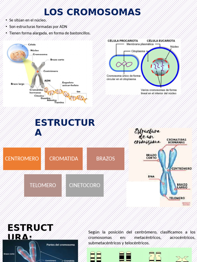 Estructura y Función de Cromosomas | PDF | Cromosoma | Cromatina
