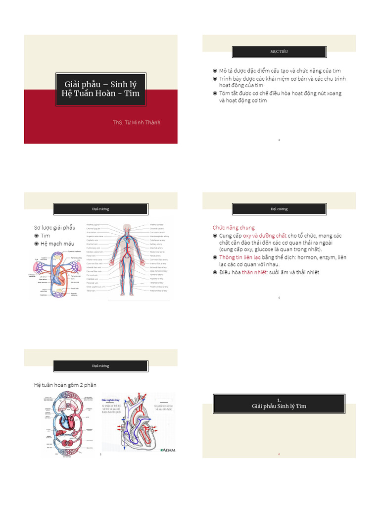 B2. Hệ Tuần Hoàn Tim | PDF