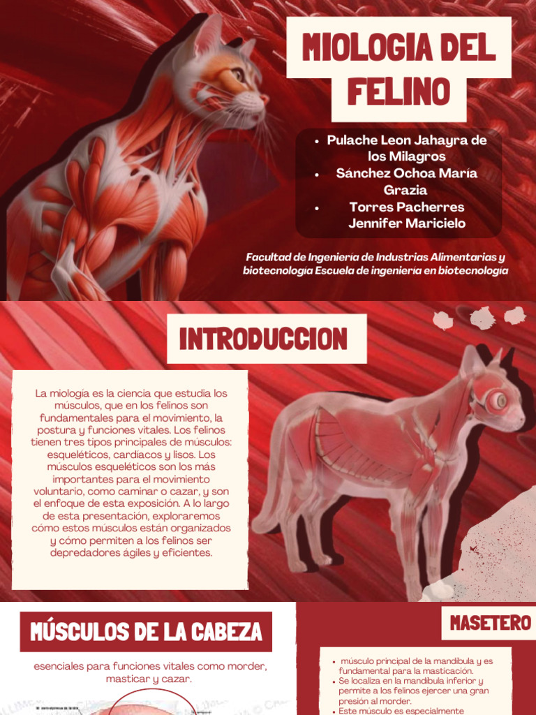 Miología del Gato: Anatomía Muscular | PDF | Músculo | Anatomía