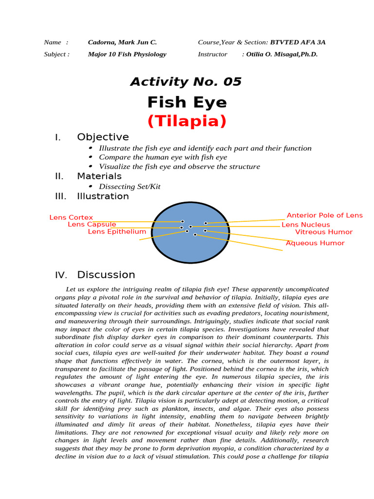 Tilapia Fish Eye Anatomy and Function | PDF | Eye | Human Eye