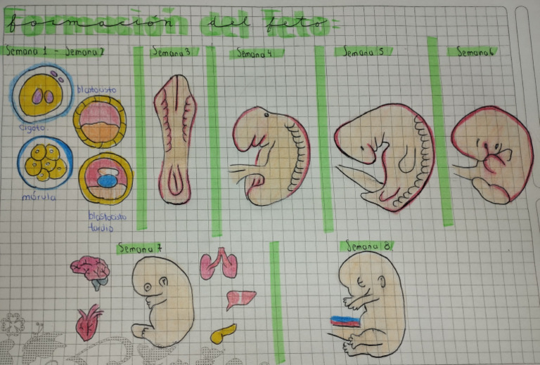 Desarrollo Del Feto | PDF