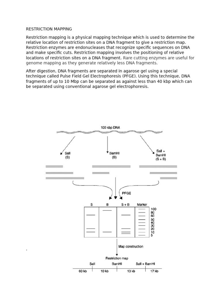 Restriction Mapping Pdf