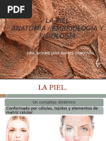 Anatomía de La Piel y Anexos | PDF | Piel | Epidermis