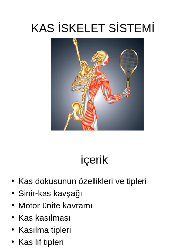 Kas İskelet Sistemi | PDF