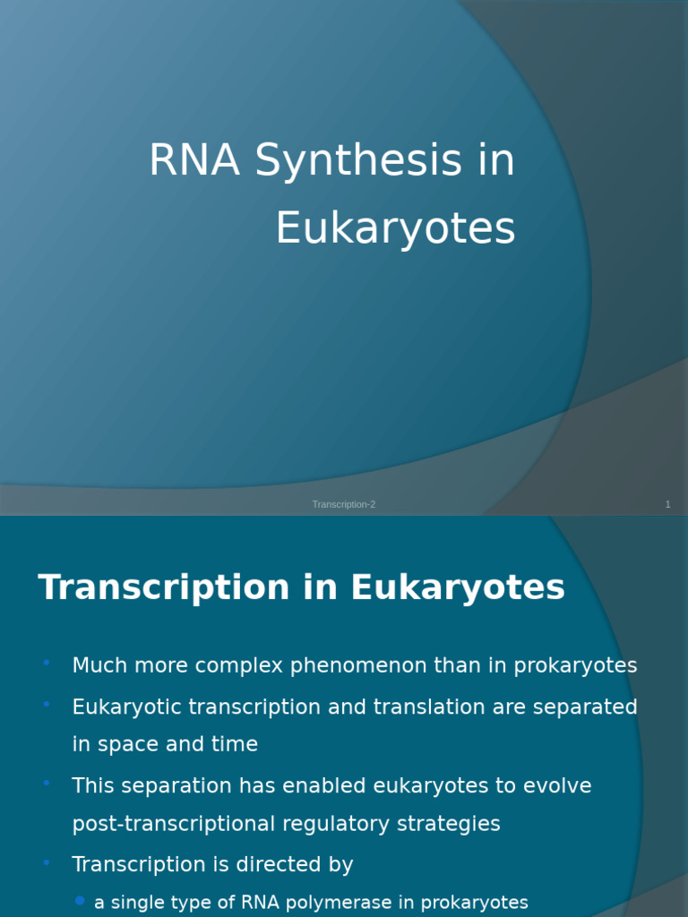 2-RNA Synthesis in Euk | PDF | Promoter (Genetics) | Rna