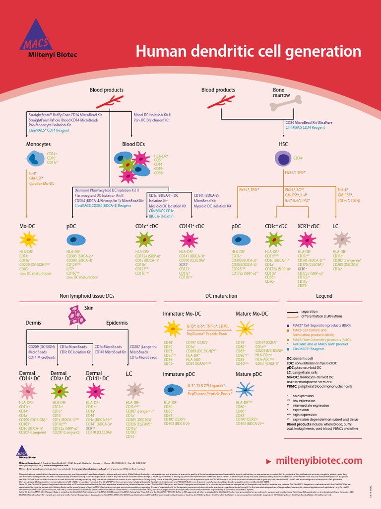 Human and Mouse DC Generation Poster - 130-111-564.02 | PDF | Dendritic ...