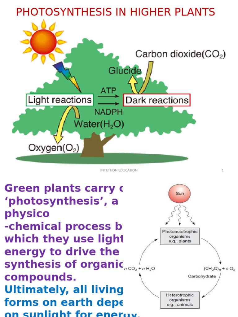 Photosynthesis | PDF | Photosynthesis | Electron Transport Chain