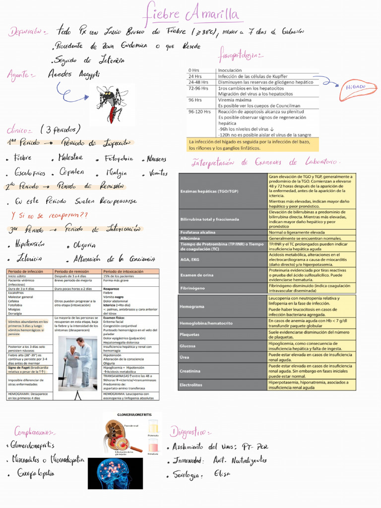 Fiebre Amarilla_240907_184803 | PDF