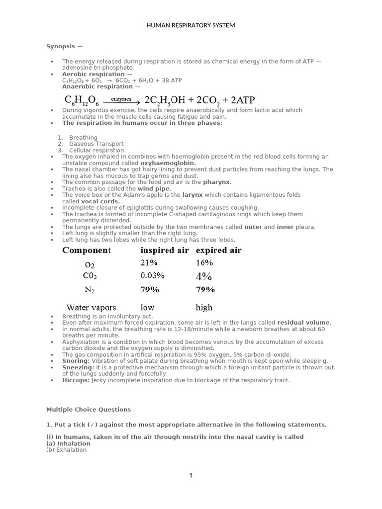 Human Respiration | PDF | Respiratory Tract | Respiratory System