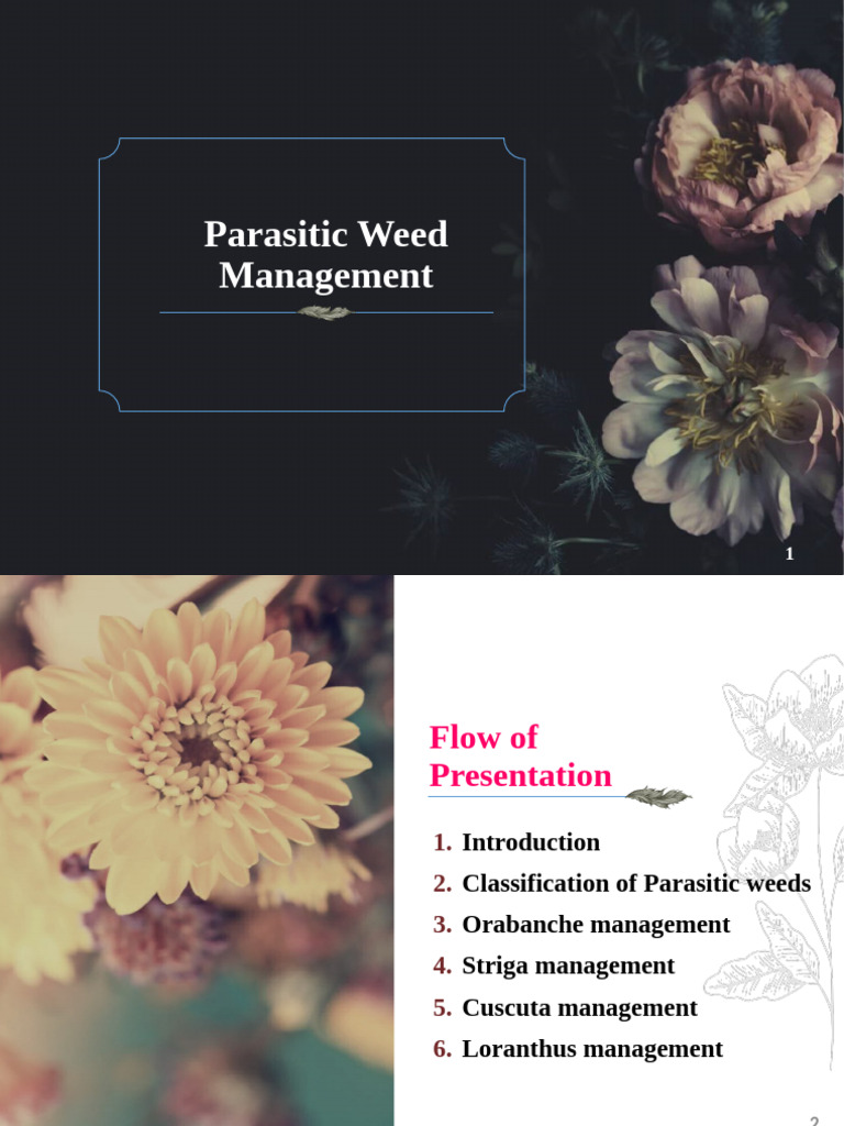 Parasitic Weed Management | PDF | Legume | Horticulture