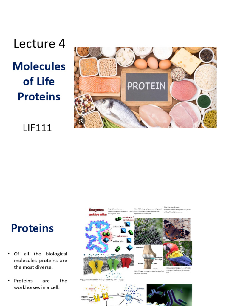 Lecture 4 LIF111-Molecules of Life III Proteins Part I | PDF | Beta ...
