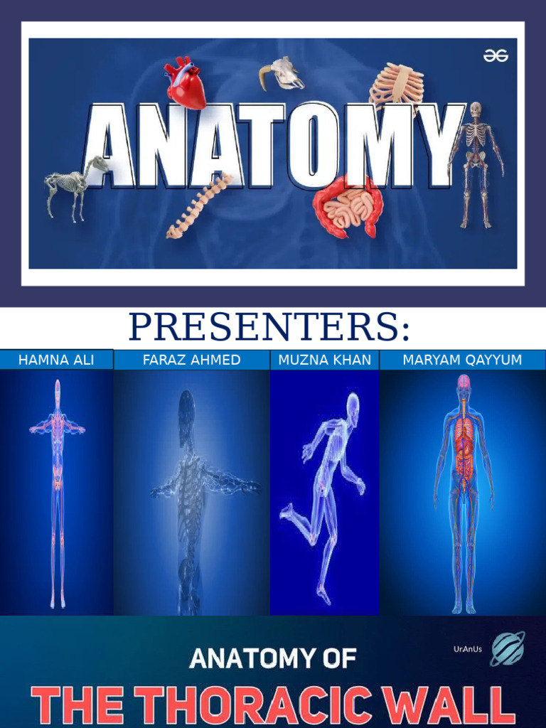 Presentation Anatomy | PDF | Thorax | Lung