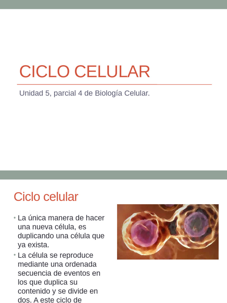 Ciclo Celular: Etapas y Procesos | PDF