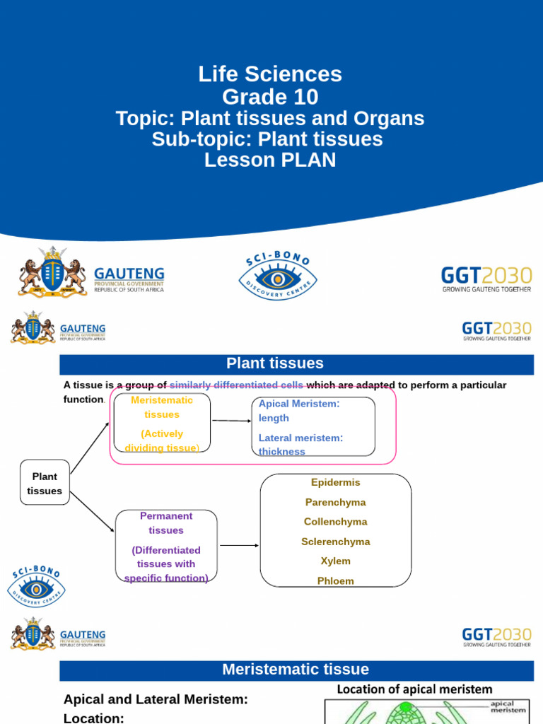Life Sciences Gr.10 Lesson 42 Plant Tissues | PDF | Tissue (Biology ...