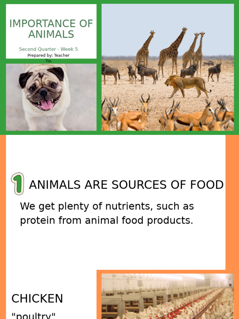 Q2-Week 6 Importance of Animals | PDF | Cooking, Food & Wine