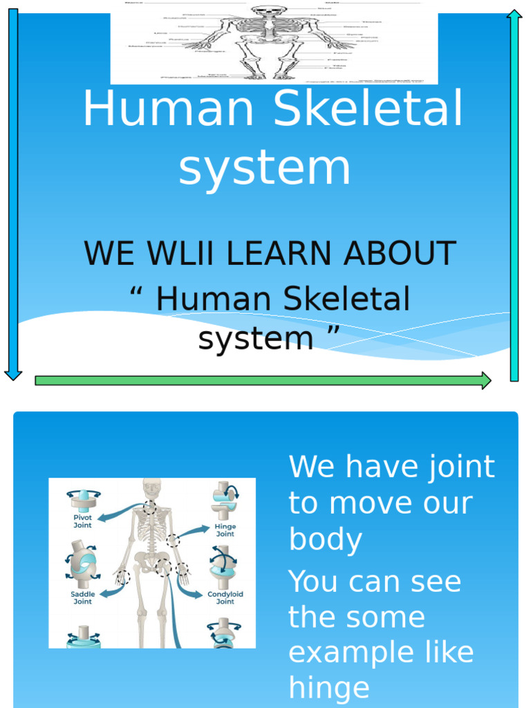 Human Skeletal System | PDF