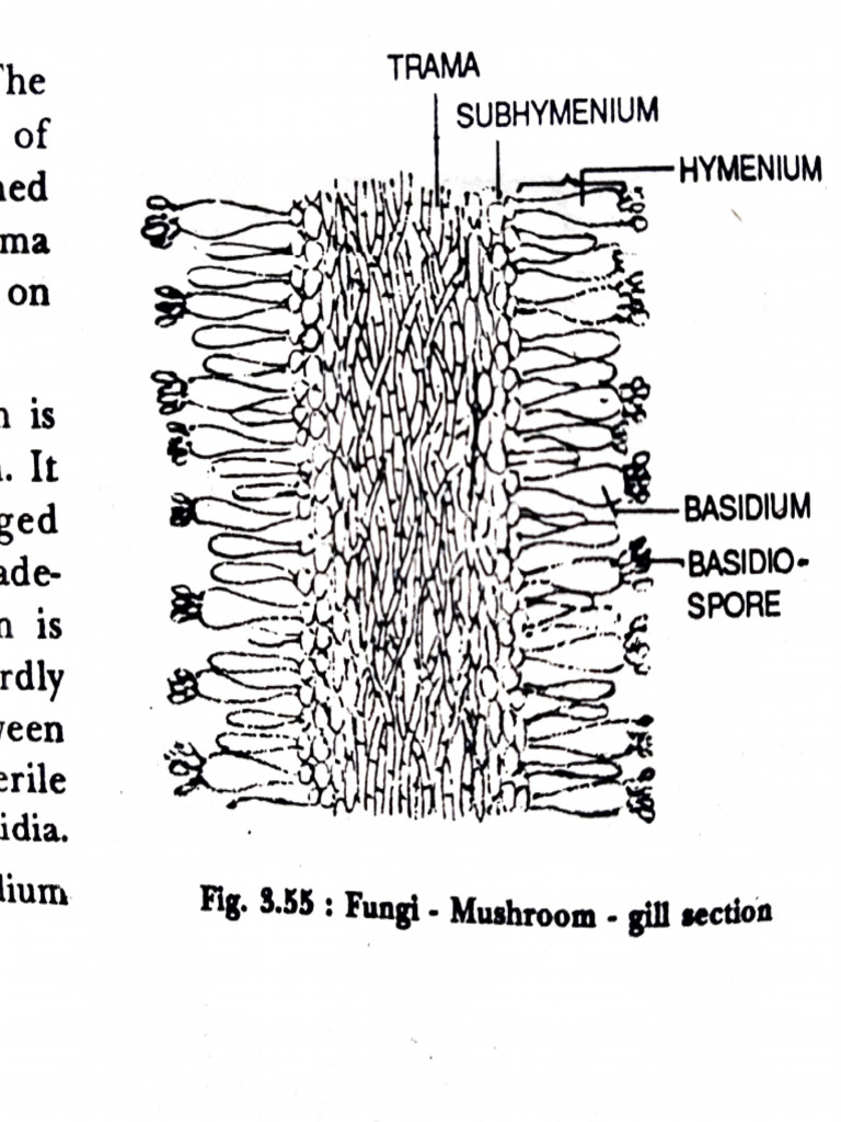 Fungi: Subhymenium and Basidium Overview | PDF