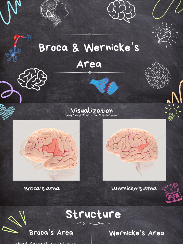 Broca & Wernicke's Area | PDF