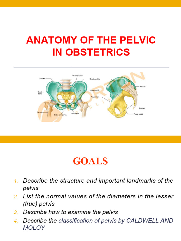 Caldwell-Moloy Pelvic Anatomy Overview | PDF | Pelvis | Skeletal System