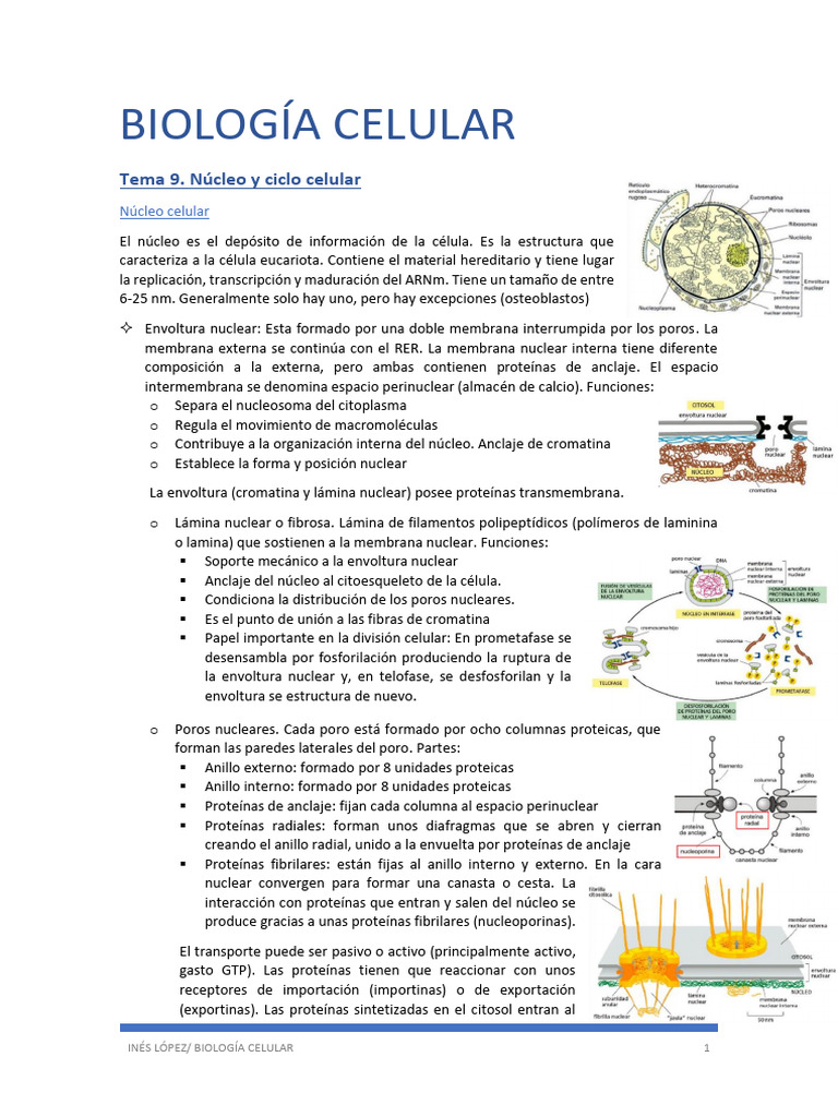 Bio 9 | PDF | Mitosis | Mitosis