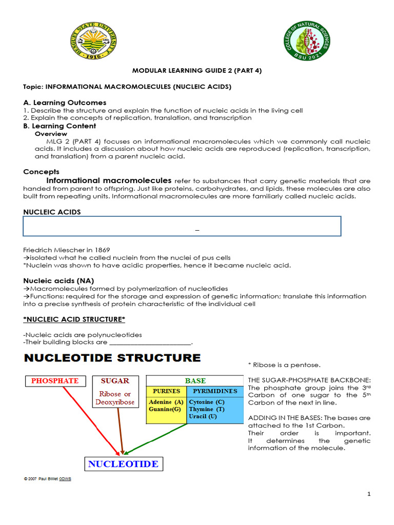Biology Students' Nucleic Acids Guide | PDF | Dna | Rna