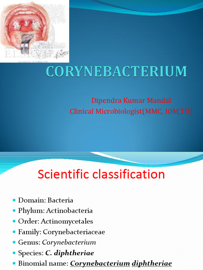 Corynebacterium 28556226551427567 | PDF | Protein Targeting | Bacteriophage