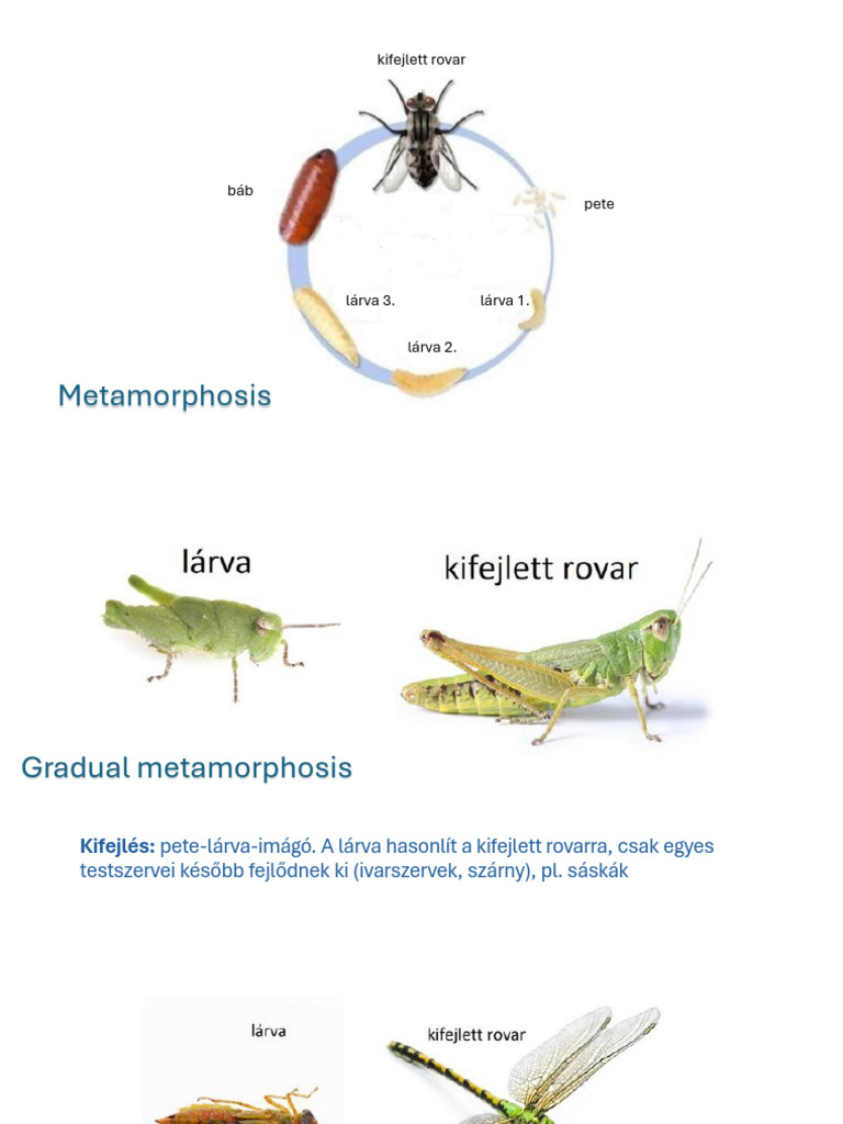 Rovarok - Magyar-Angol | PDF