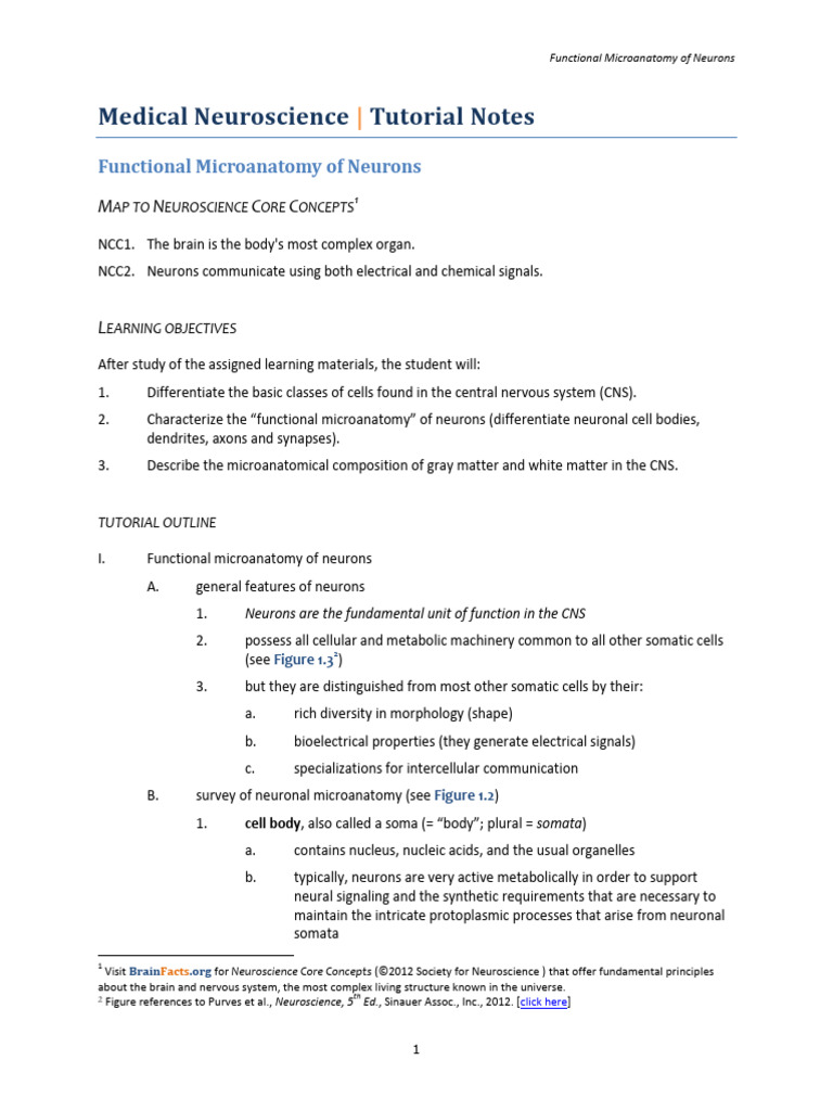 Neuroscience Merged | PDF | Parietal Lobe | Neuron