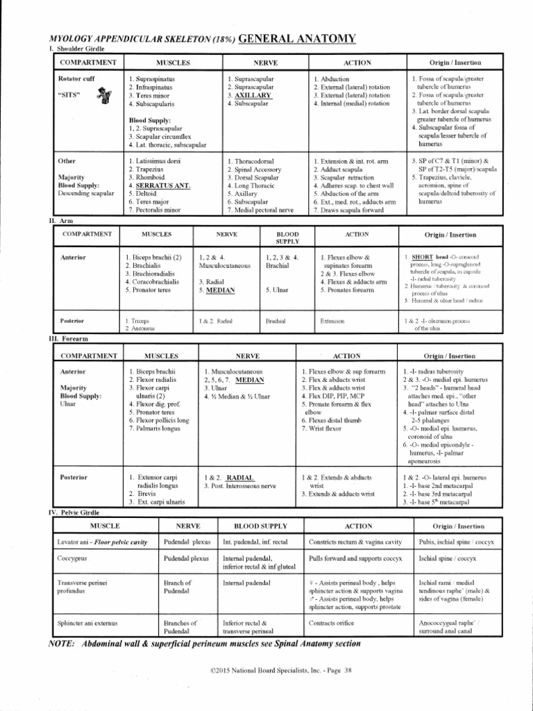 Part 1 General Anatomy Notes | PDF
