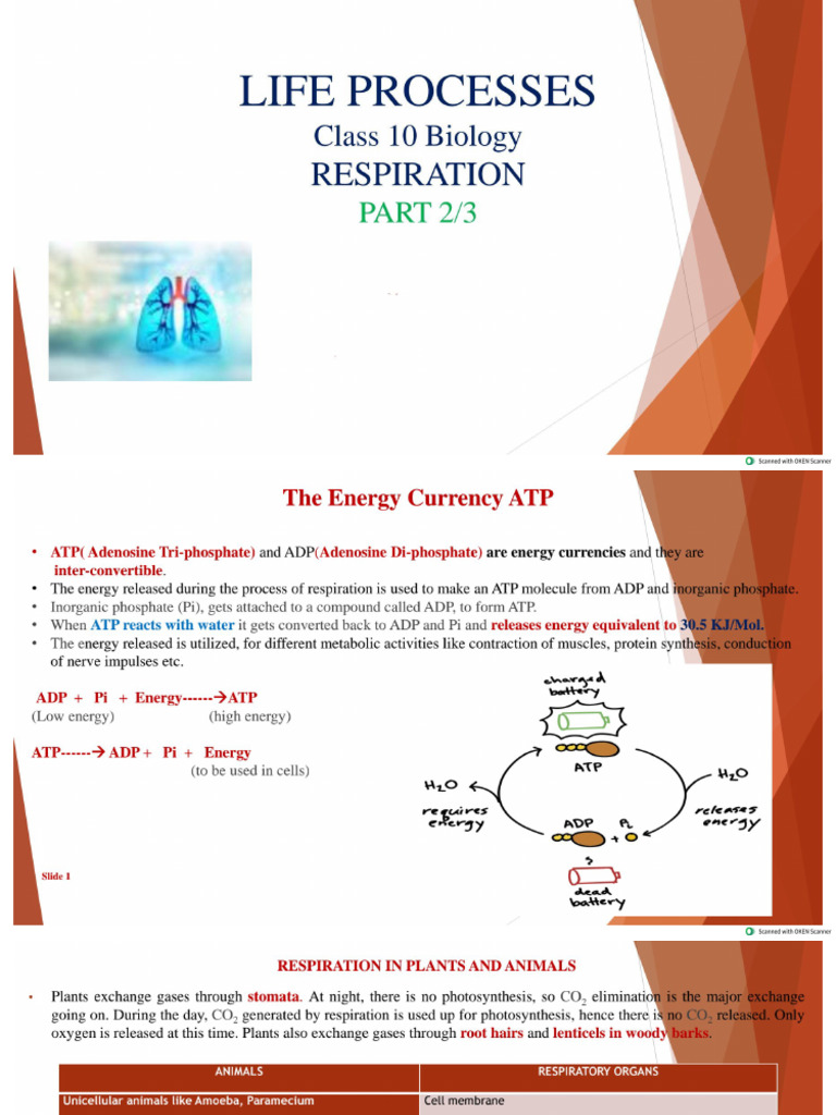 X - Biology - Life Processes (Respiration) - Module 2 of 3 PDF | PDF