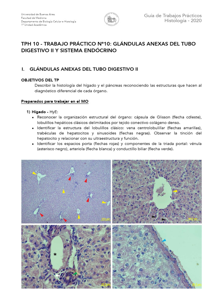 TPH10 | PDF | Páncreas | Glándula pituitaria