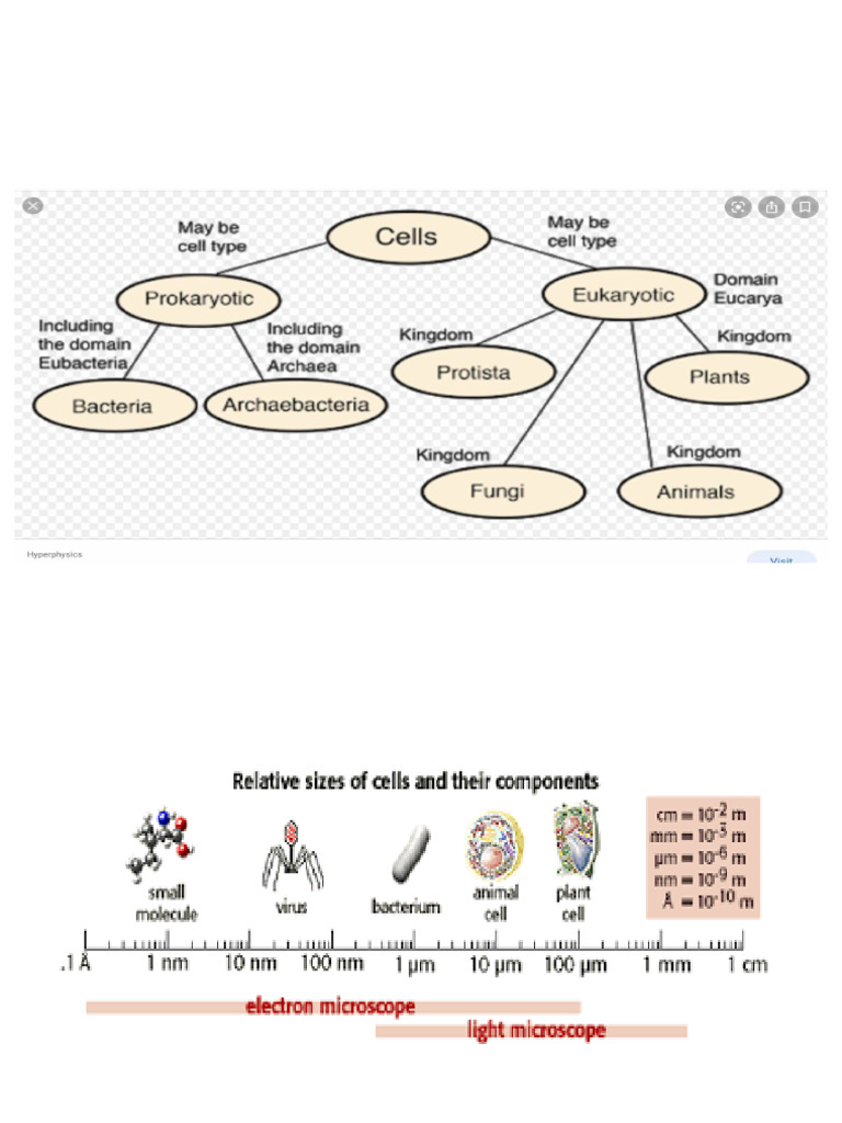 Lesson-1-Gen-Biology-Part 1-Cells-Bacteria-Virus | PDF