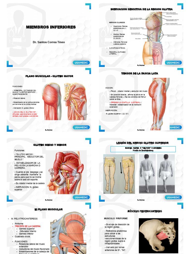 Anatomia Usamedic 2024 Pdf Tejido Suave Anatomía Del Miembro Inferior