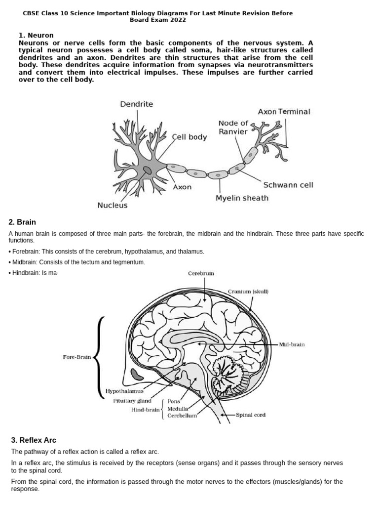 Important Bio-Diagrams | PDF | Atrium (Heart) | Digestion