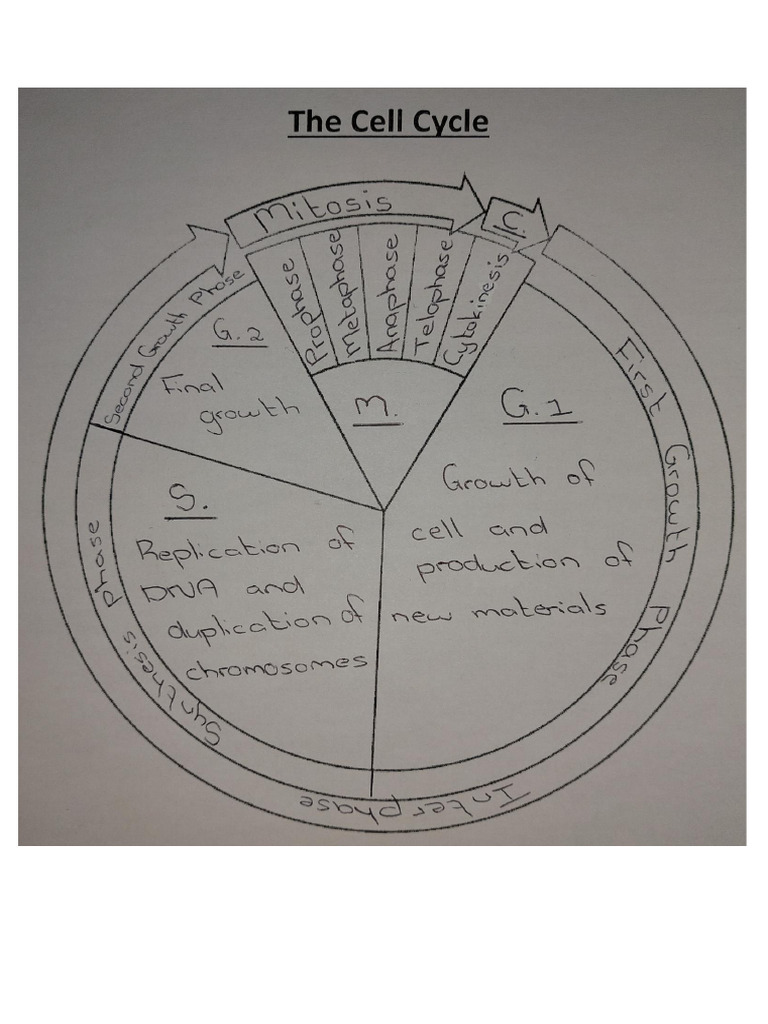 Cell Division Diagrams | PDF