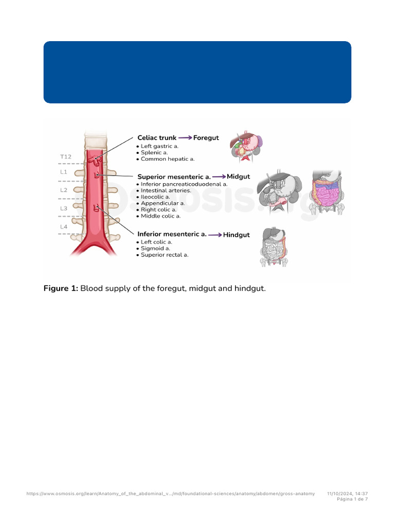 Anatomy of The Abdominal Viscera - Blood Supply of The Foregut, Midgut ...