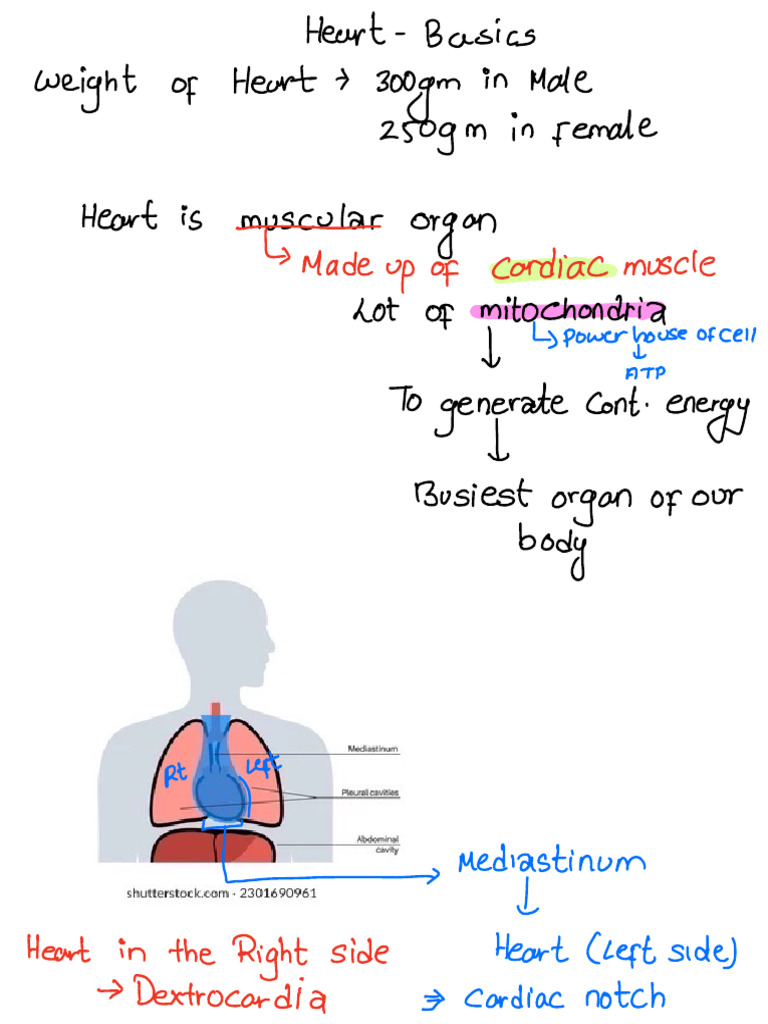Anatomy Cardio | PDF