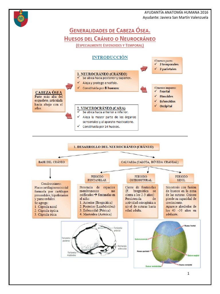 Generalidades de Cabeza Ósea. Huesos Del Cráneo o Neurocráneo (Especialmente Esfenoides y ...