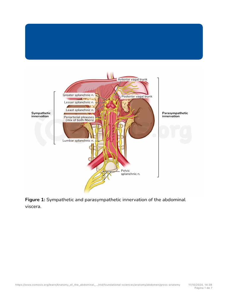 Anatomy of The Abdominal Viscera - Innervation of The Abdominal Viscera ...