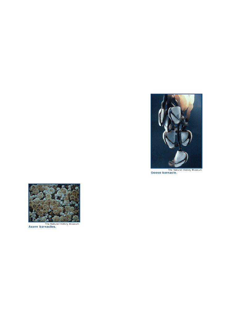 Barnacle Biology and Ecology Insights | PDF | Crustacean | Coast