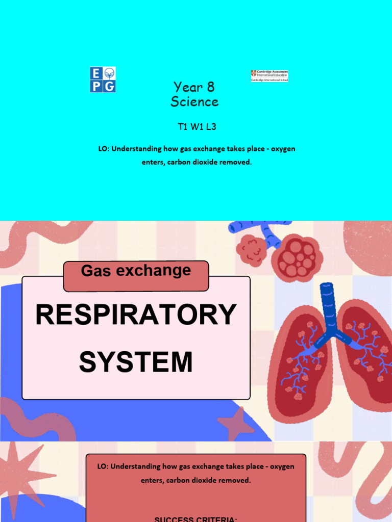 Gas Exchange in the Respiratory System | PDF | Lung | Respiratory Tract