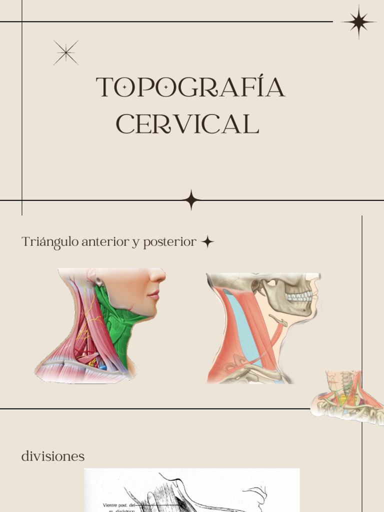 Topografía Cervical - 20241026 - 113221 - 0000 | PDF | Cabeza y cuello ...